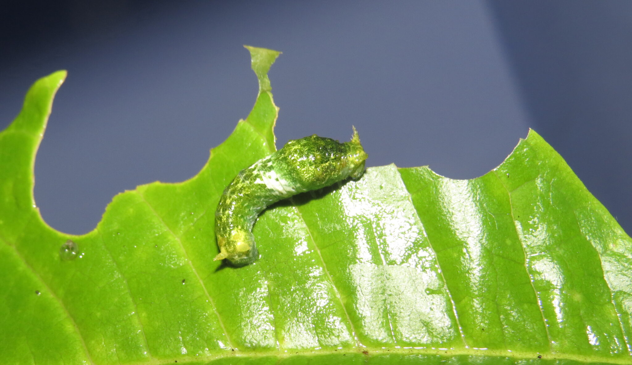 ¿Qué pasa si una oruga no se convierte en mariposa? Ciclo de vida revelado