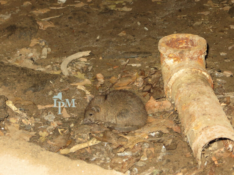 Cual es el mejor cebo para ratas: tipos más efectivos para controlarlas